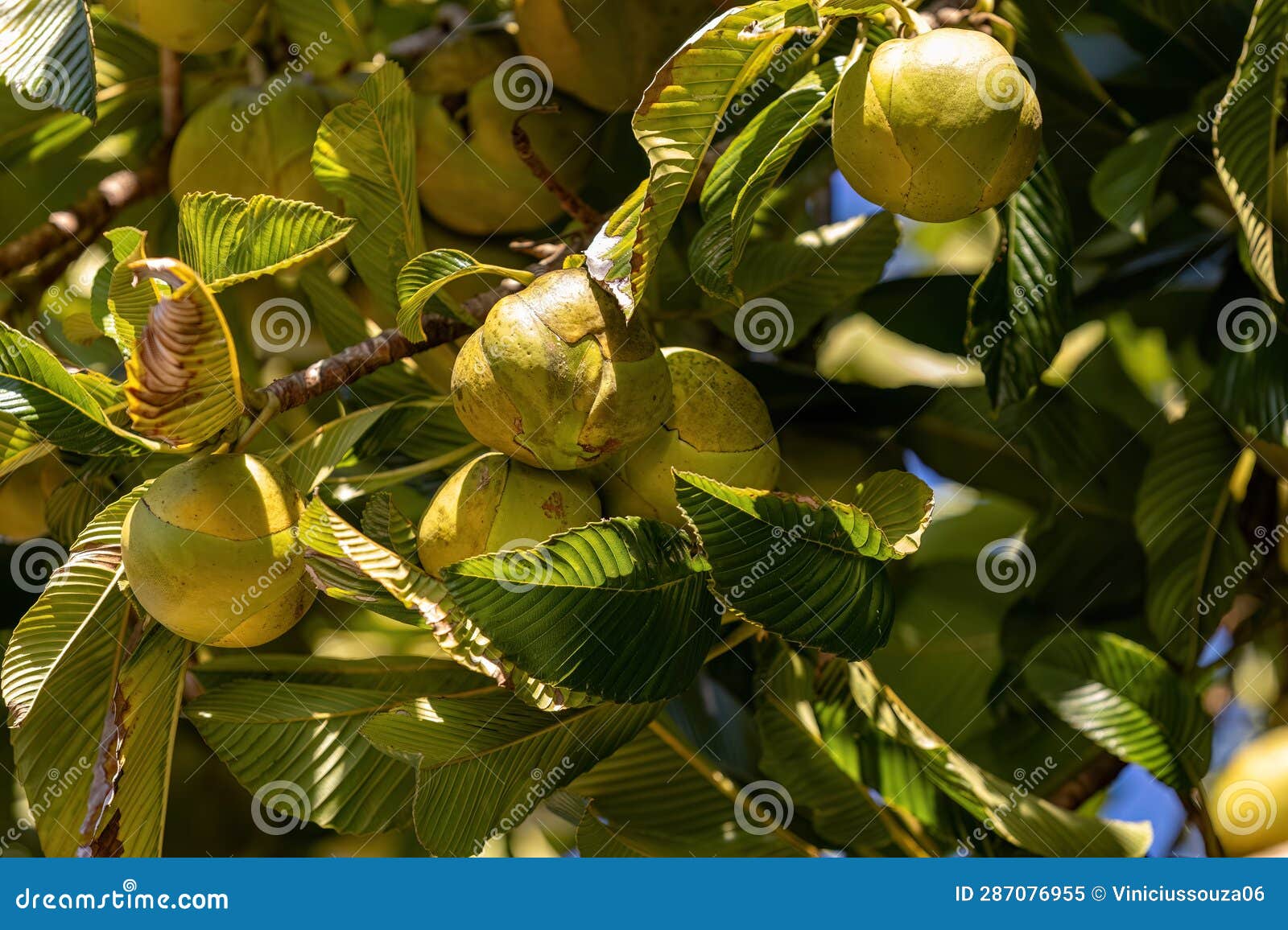Elephant Apple Fruit Tree stock image. Image of tree - 287076955