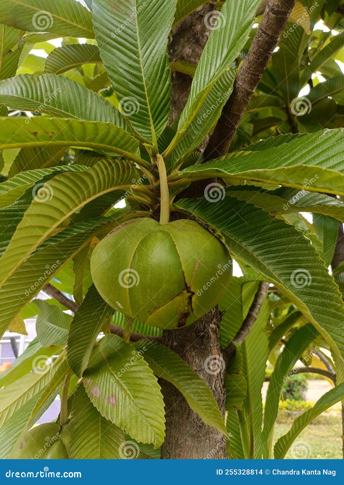 The elephant apple tree stock photo. Image of plant - 255328814