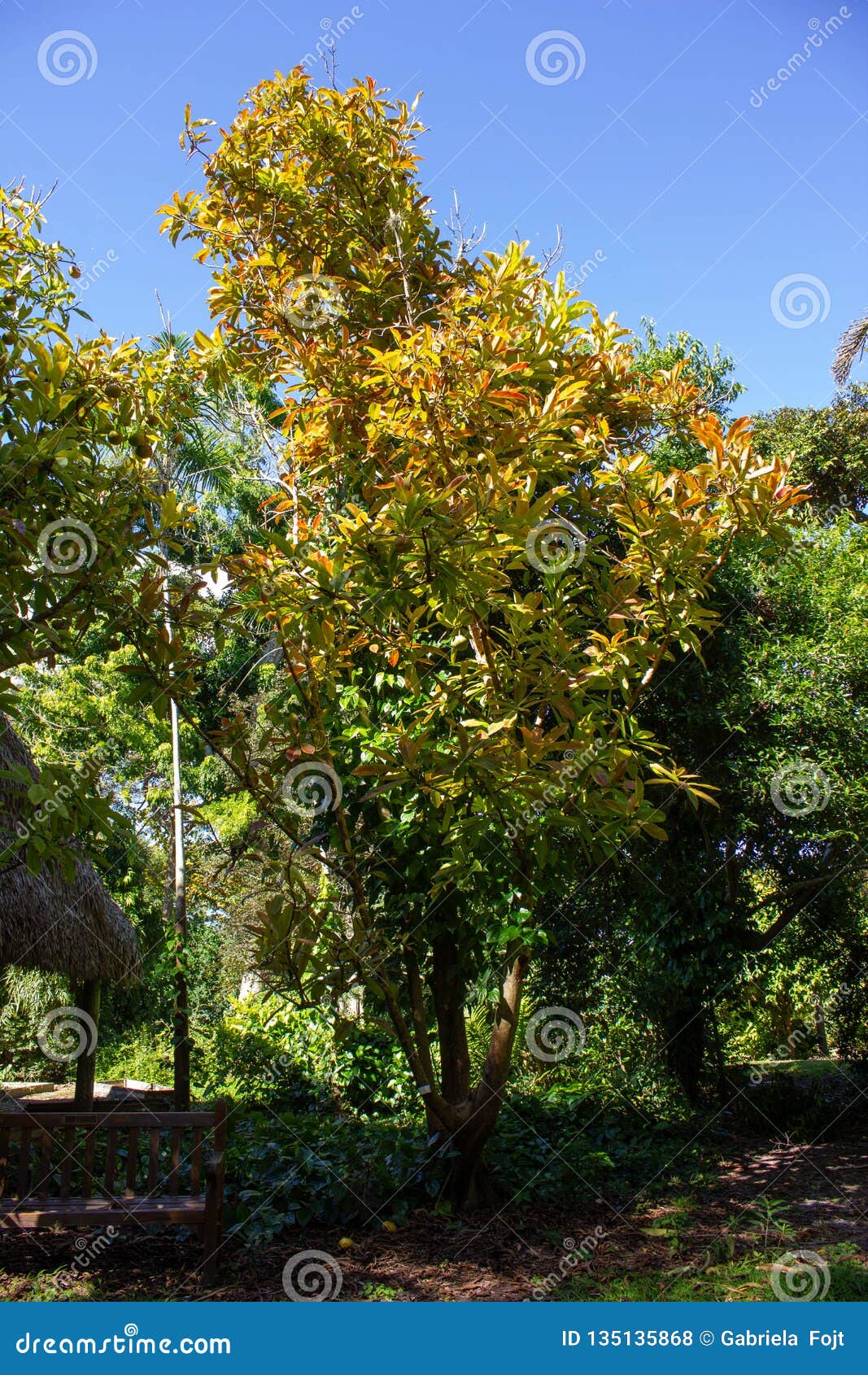 Elephant apple tree stock photo. Image of trees, greenery - 135135868