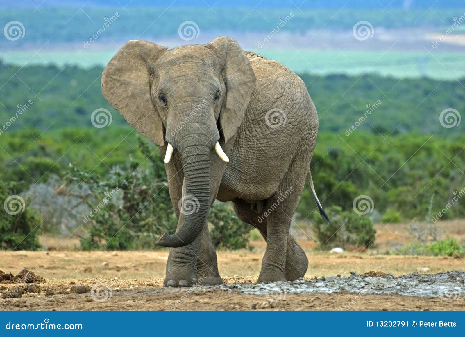 Elephant approach stock image. Image of park, addo, south - 13202791