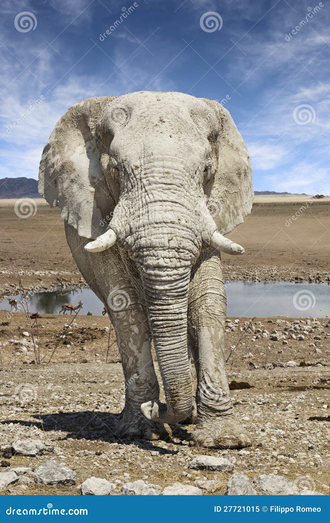 Elephant approaching stock image. Image of elephant, animals - 27721015