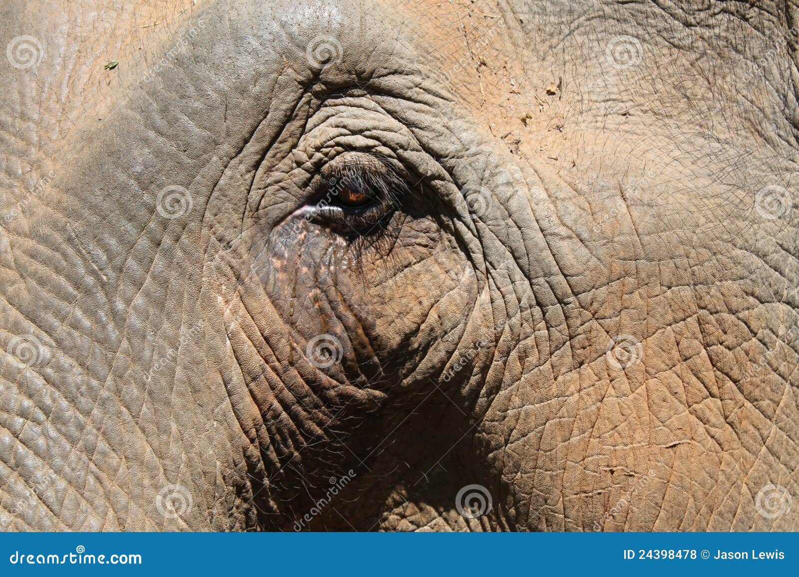 Elephant (Asian) Eye stock photo. Image of closeup, head - 24398478
