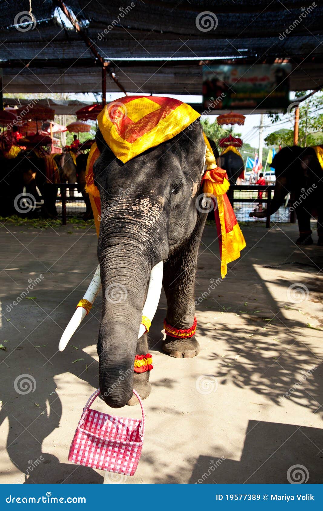 Elephant Asking for Money after Intertainment Stock Image - Image of ...