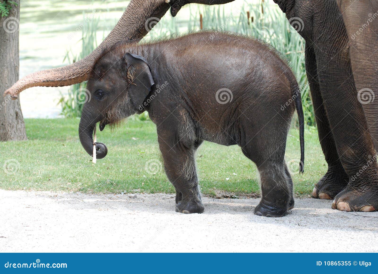 Elephant baby stock image. Image of wild, safari, child - 10865355