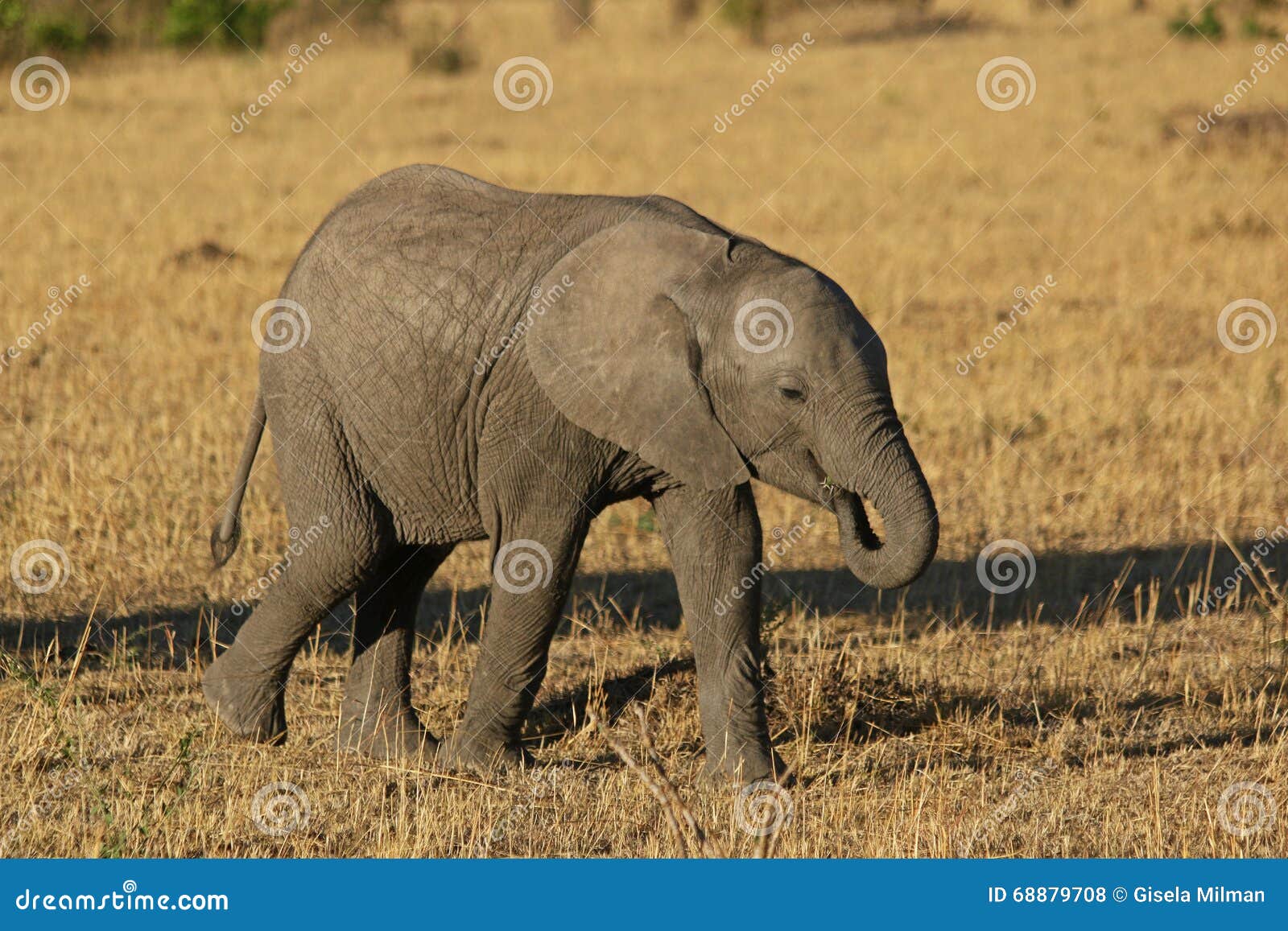Elephant Baby Eating stock photo. Image of forest, dangerous - 68879708