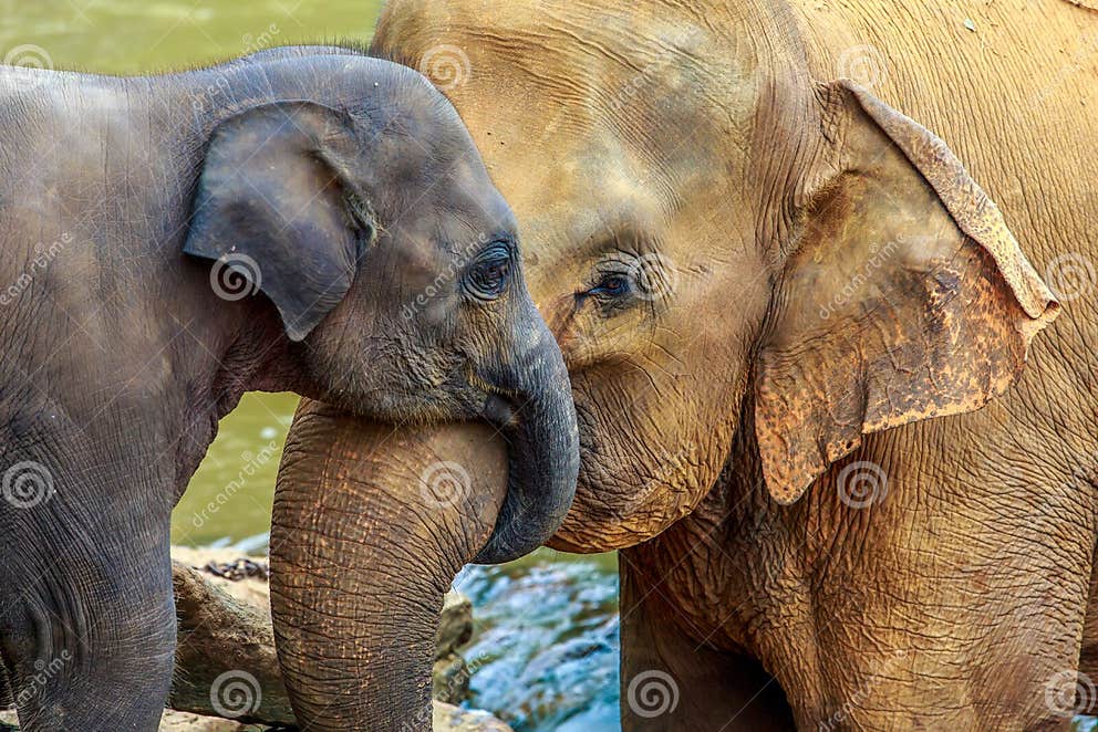 Elephant and baby elephant stock photo. Image of animal - 46843150