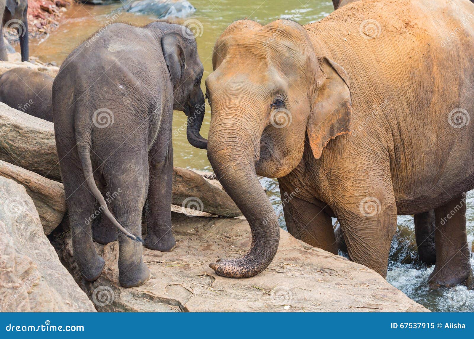 Elephant and baby elephant stock image. Image of playing - 67537915