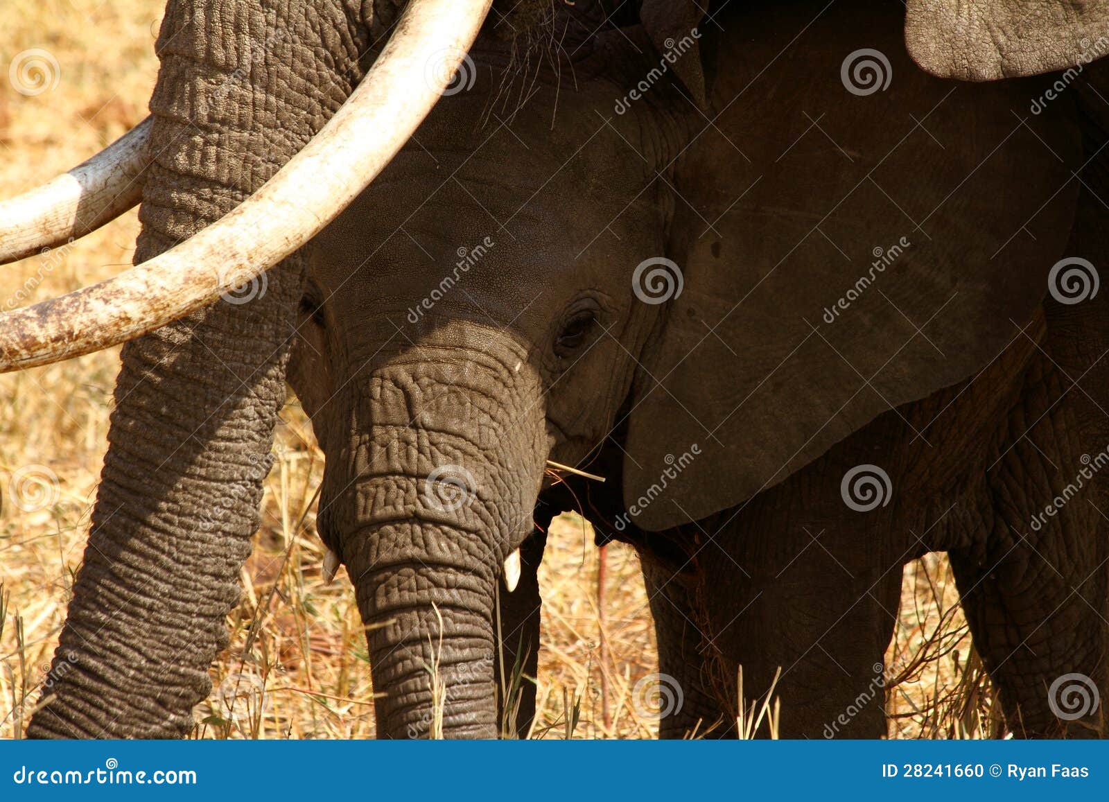 Elephant Baby Hiding Underneath Mom Stock Photo - Image of elephant ...