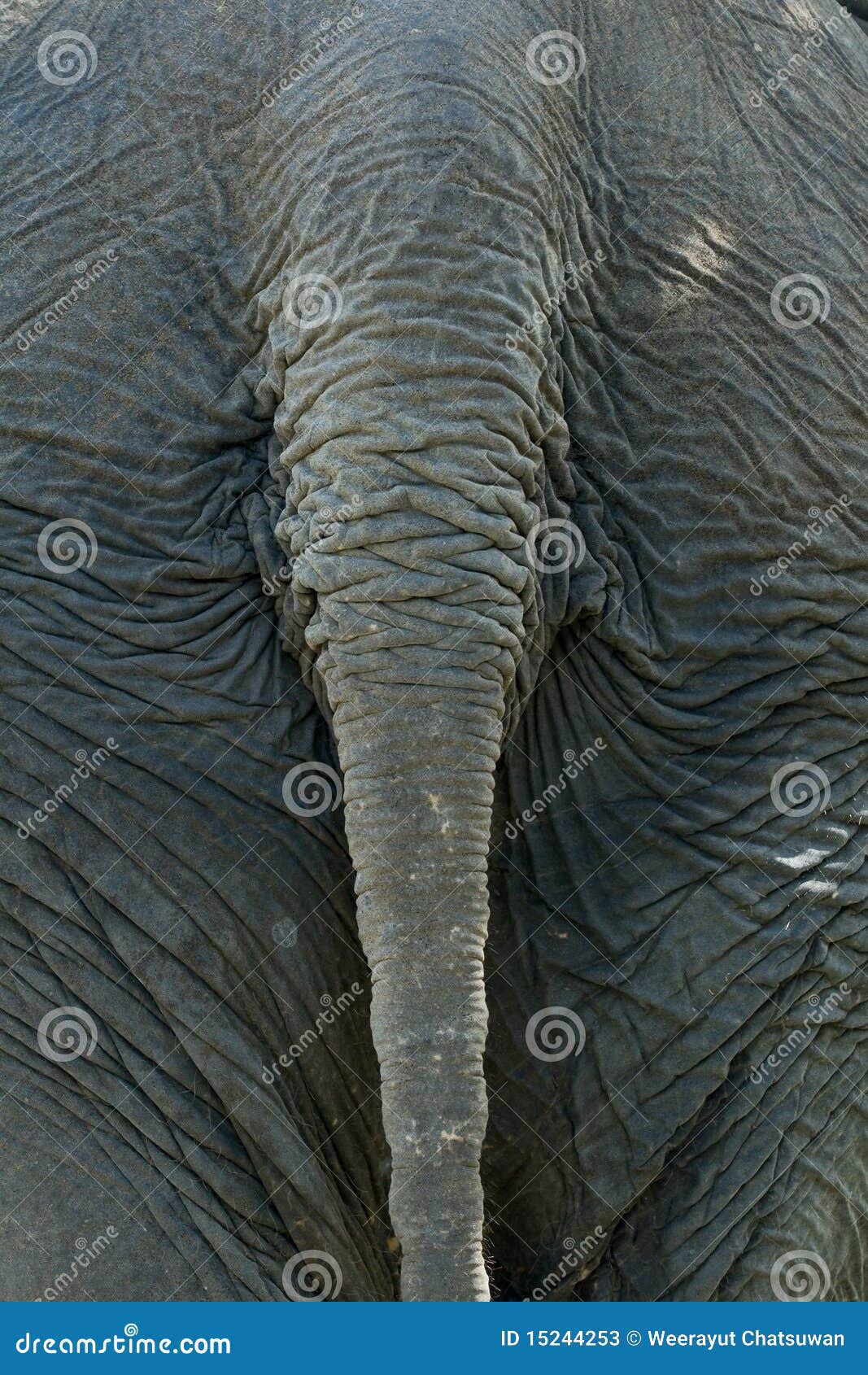 Elephant back stock image. Image of large, wrinkled, rear - 15244253