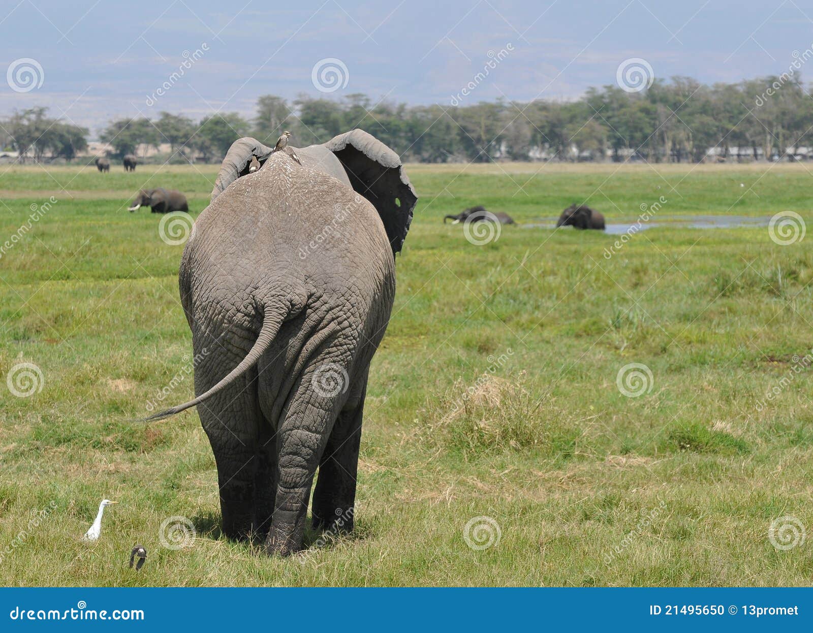 Elephant Back with Birds - Amboseli (Kenya) Stock Photo - Image of ...