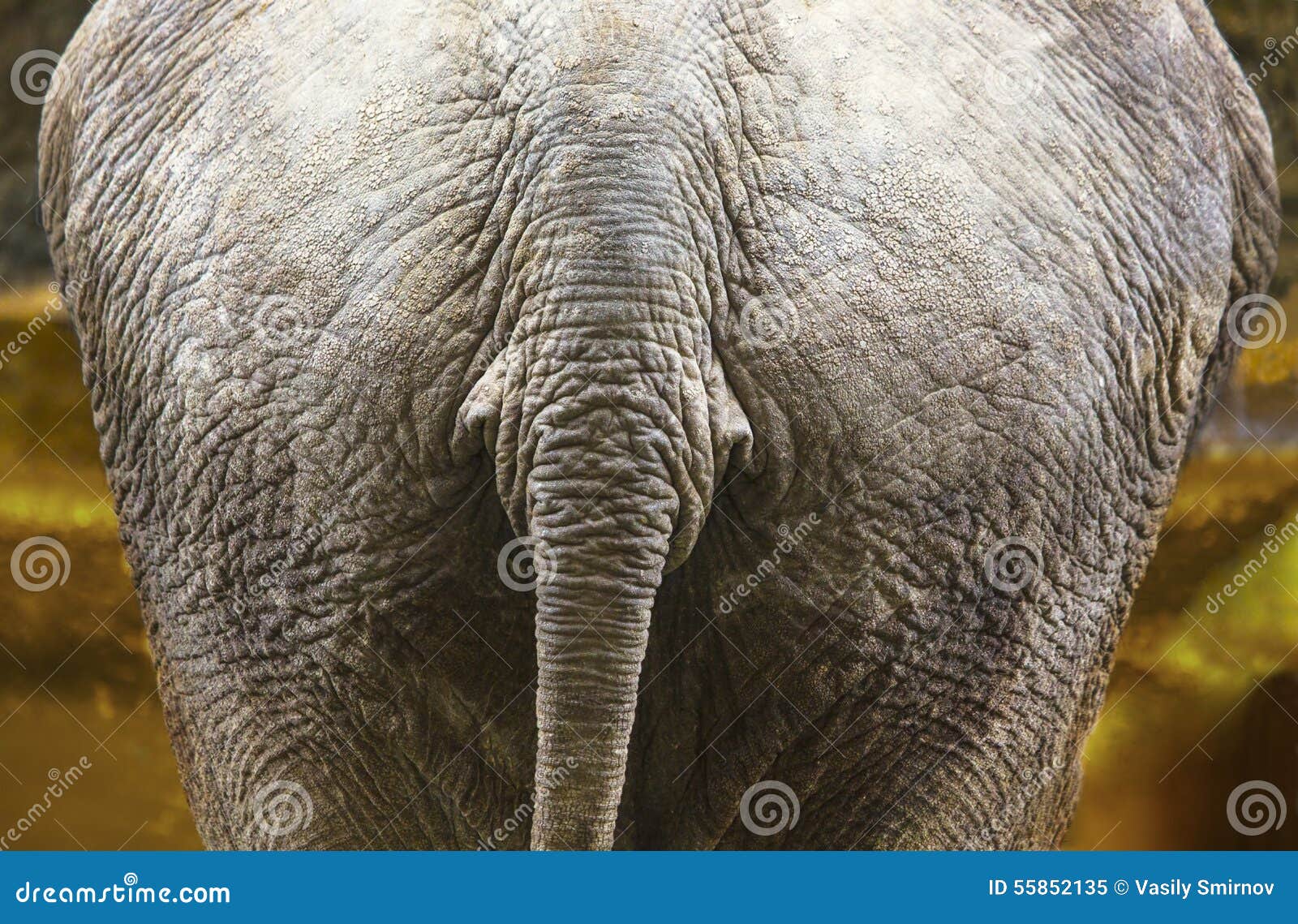 Elephant back stock image. Image of skin, tail, indian - 55852135