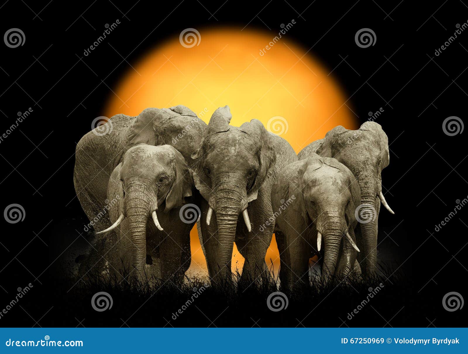 Elephant on the Background of Sunset Stock Image - Image of dawn, scene ...