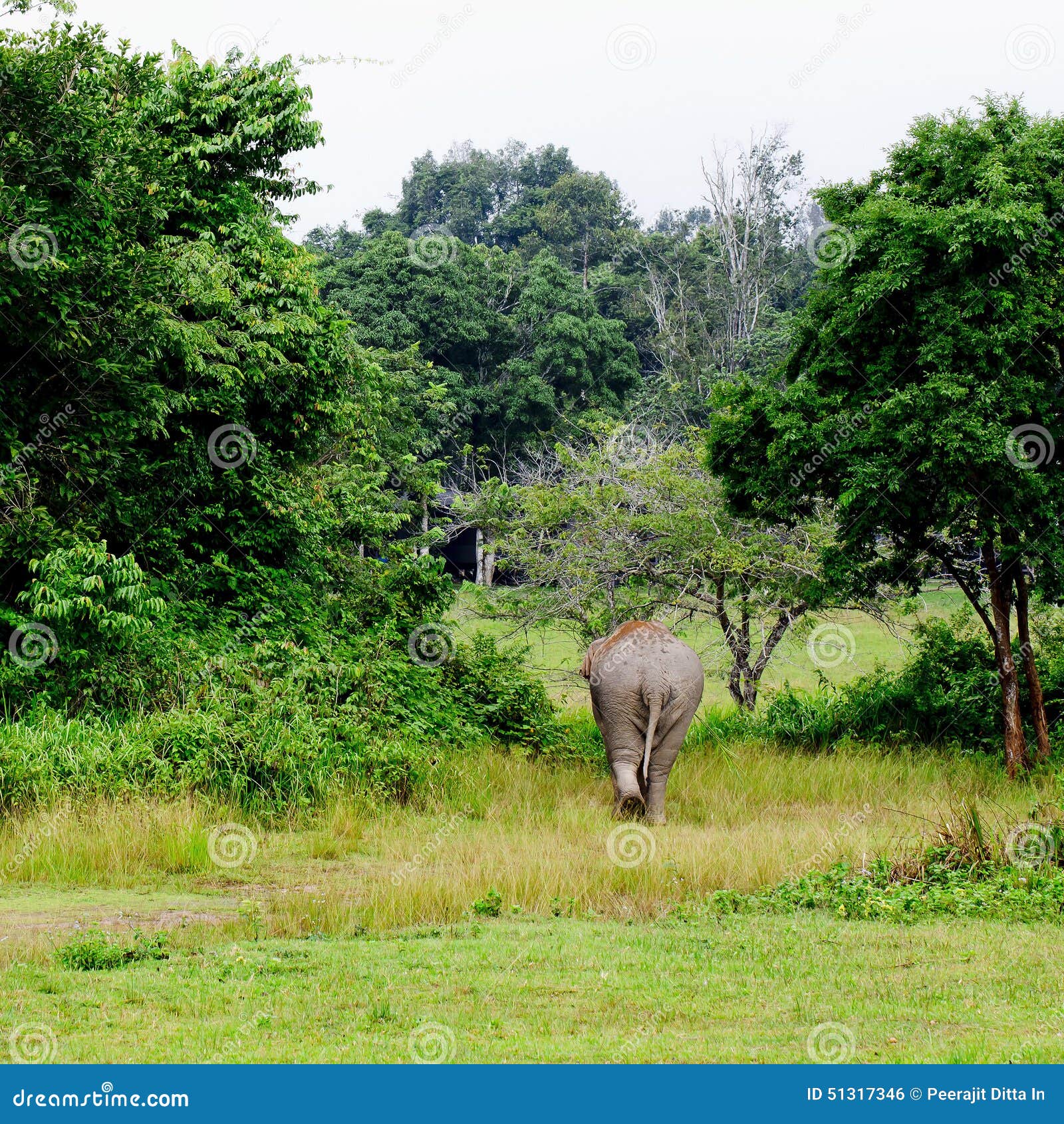 Elephant is Backing To the Sparse Forest Stock Photo - Image of coast ...