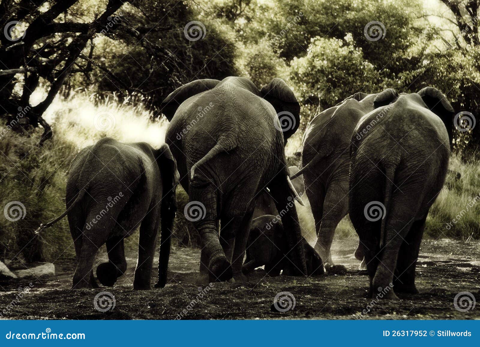 Elephant backs stock photo. Image of wildlife, botswana - 26317952