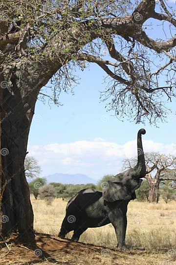 Elephant and baobab stock image. Image of namibia, food - 4896293