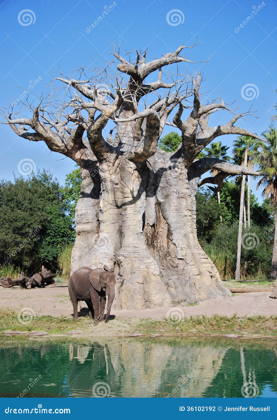 Elephant and Baobab Tree stock photo. Image of nature - 36102192