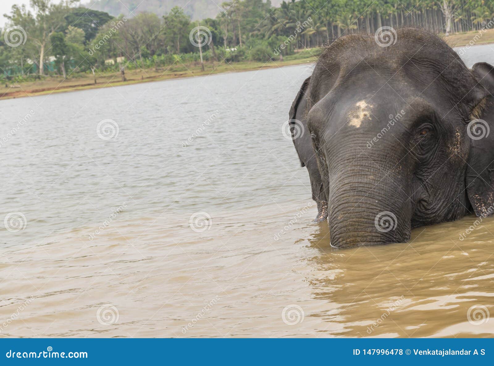 Elephant after a Bath - Getting Up from River. Stock Photo - Image of ...