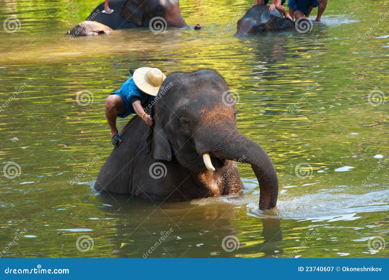 Elephant Bathing editorial photography. Image of forest - 23740607