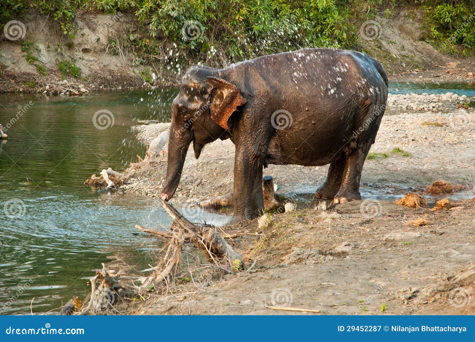 Elephant bathing stock image. Image of natural, play - 29452287