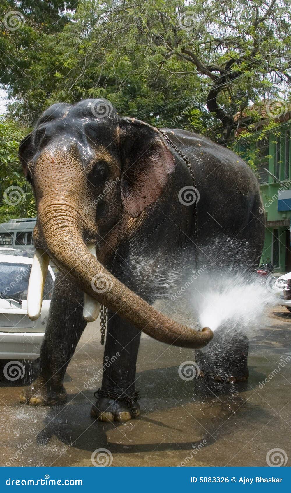 Elephant bathing stock photo. Image of cochin, head, domesticated - 5083326