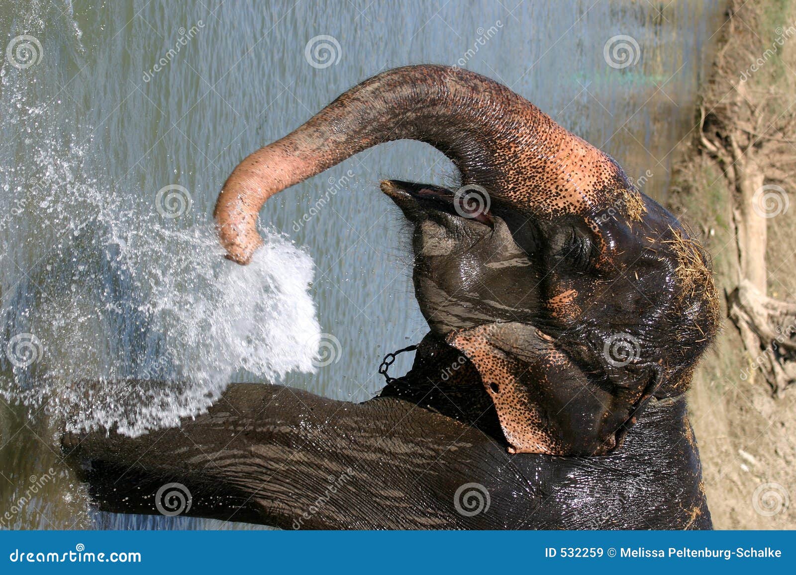 Elephant bathing stock image. Image of bath, nepal, mammal - 532259