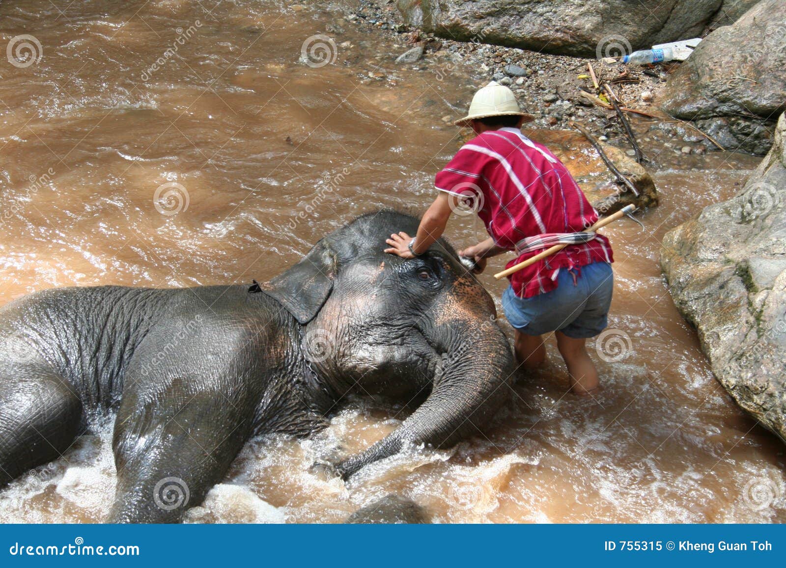 Elephant bathing stock image. Image of river, cleaning - 755315