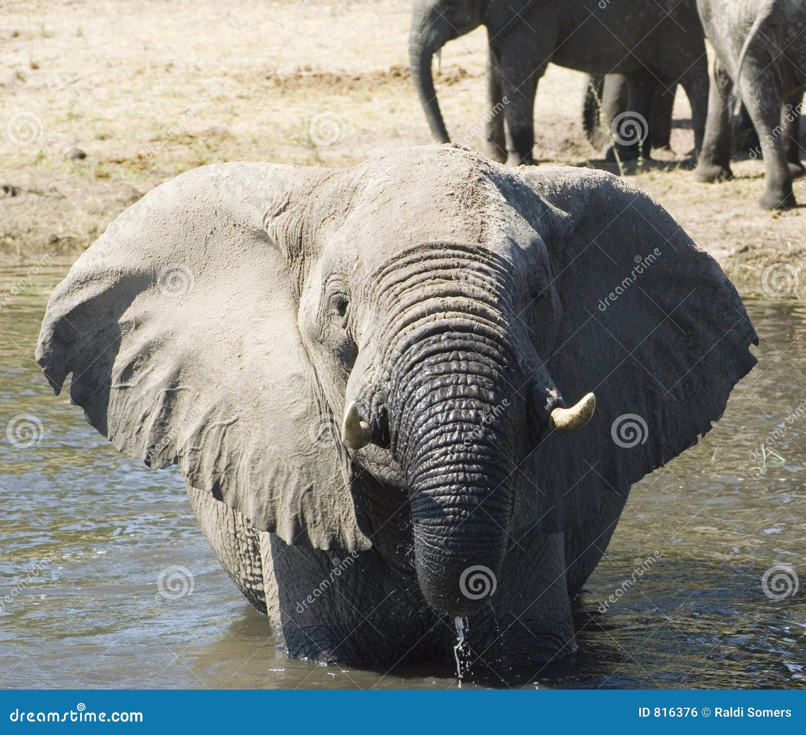 Elephant bathing stock photo. Image of botswana, tanzania - 816376