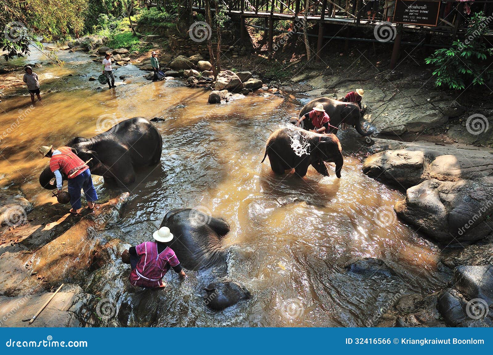 Elephant Bathing In The River In Sunny Day - Thailand Editorial Image ...