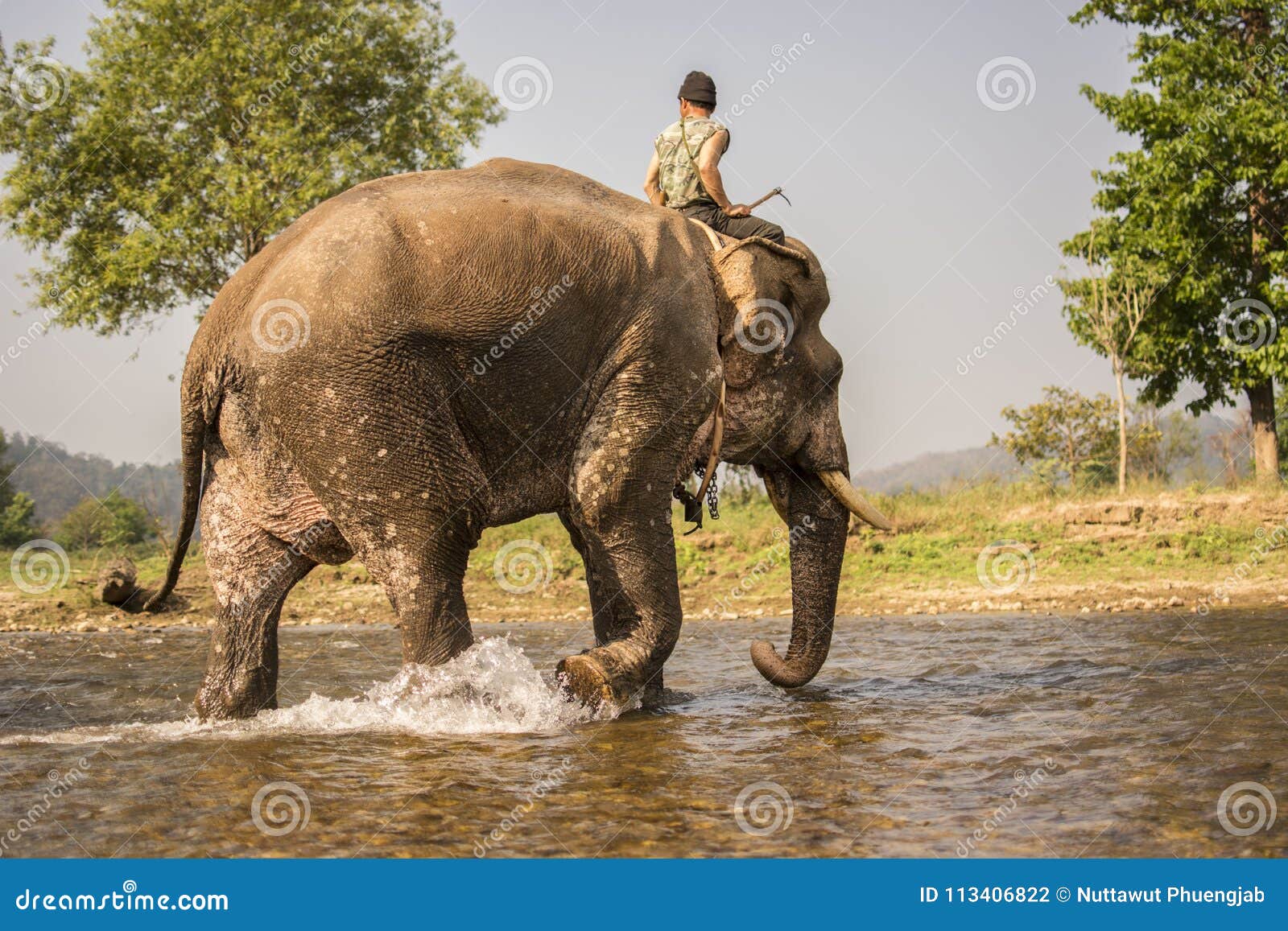 Elephant bathing editorial photography. Image of desert - 113406822
