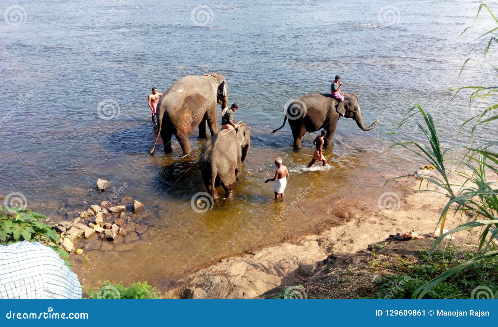 Elephant bathing editorial photo. Image of elephant - 129609861