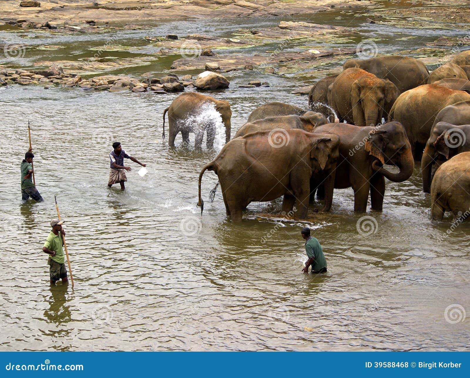 Elephant Bathing In The River In Sunny Day - Thailand Editorial Image ...