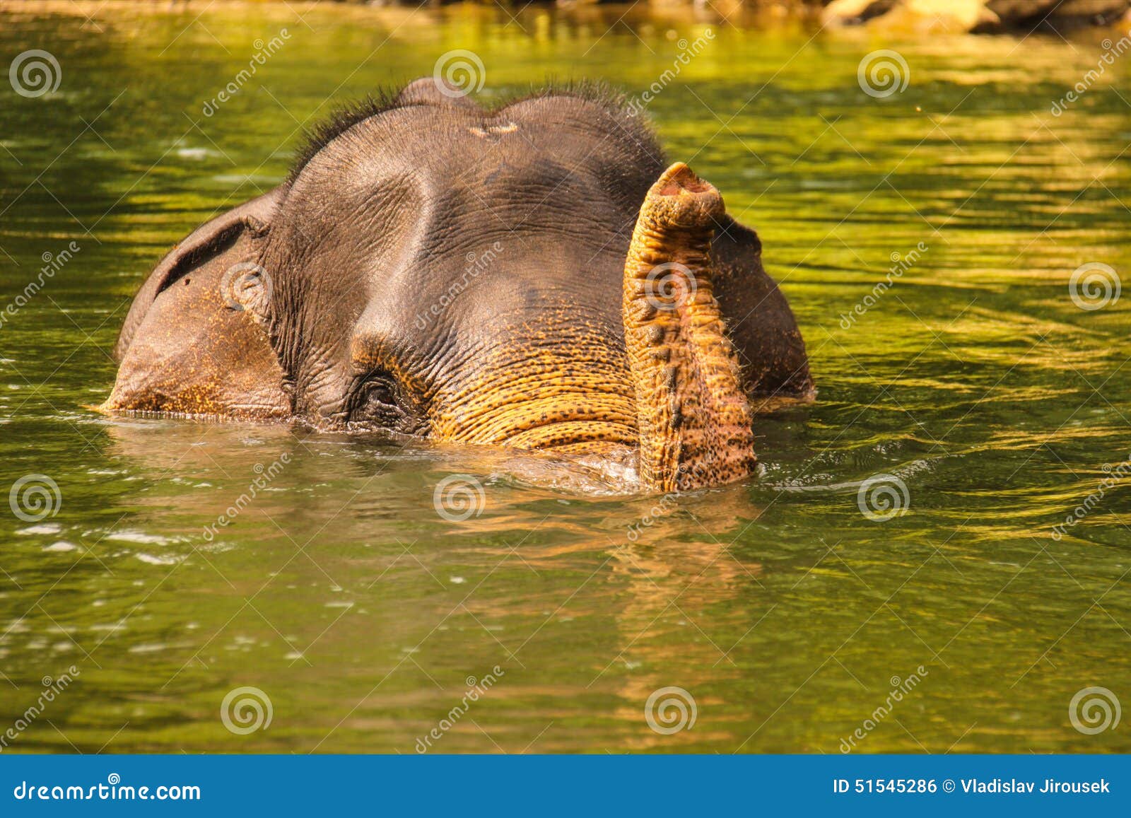 Elephant Bathing in the River, Asia, Sumatra Stock Photo - Image of ...