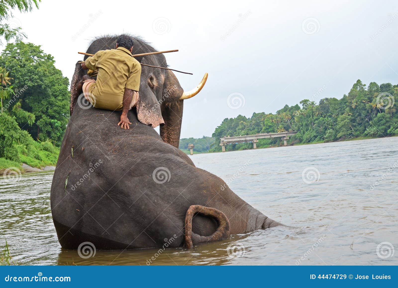 Elephant bathing in River editorial stock image. Image of kerala - 44474729