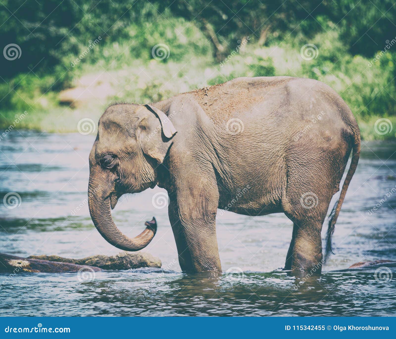 Elephant Bathing in a River Stock Image - Image of bathing, animal ...