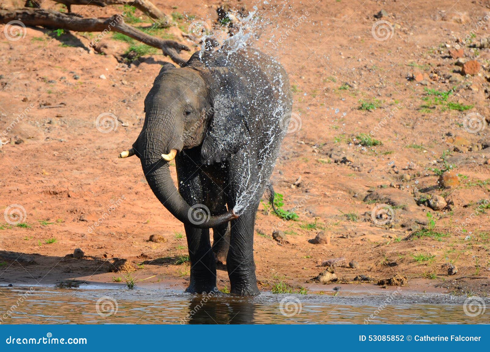 Elephant bathing at river stock photo. Image of preservation - 53085852