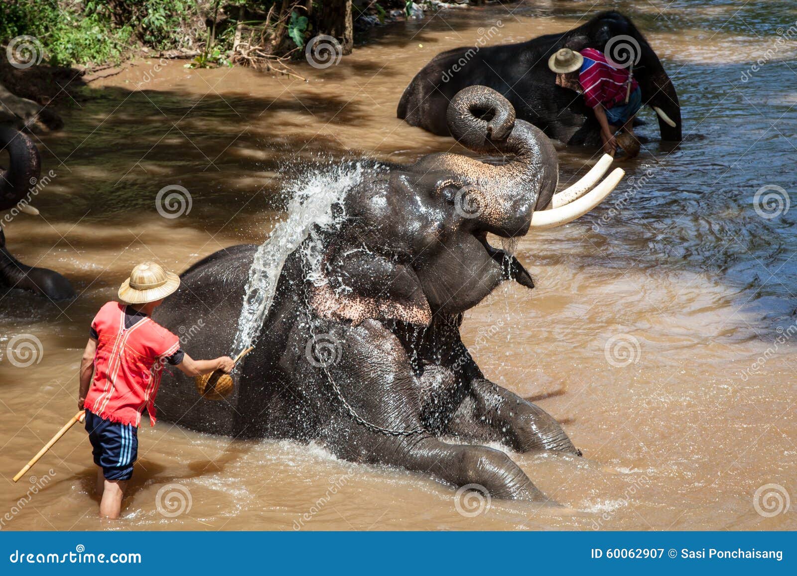 Elephant Bathing in the River Stock Image - Image of elephant ...