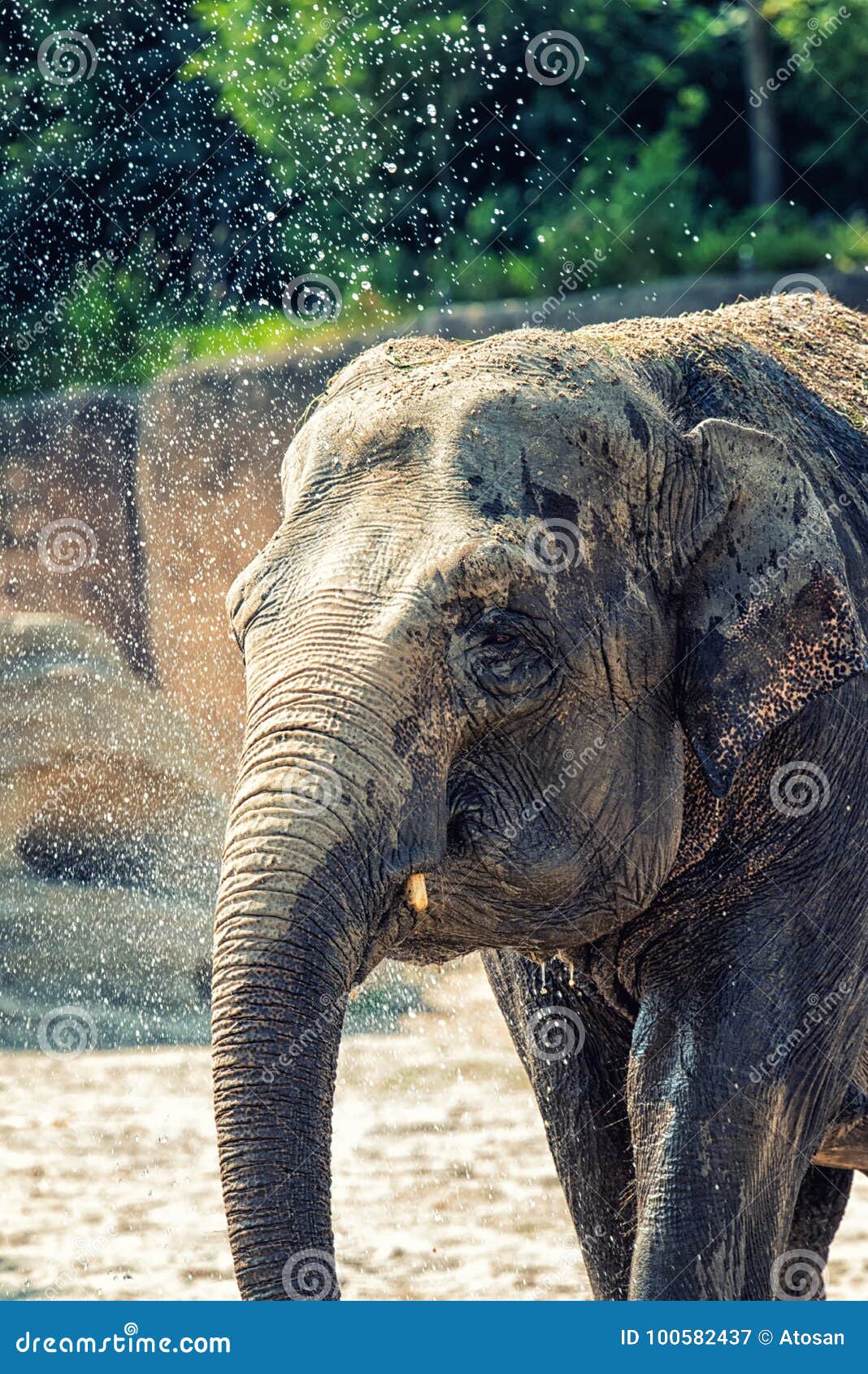 Elephant bathing stock image. Image of animals, african - 100582437