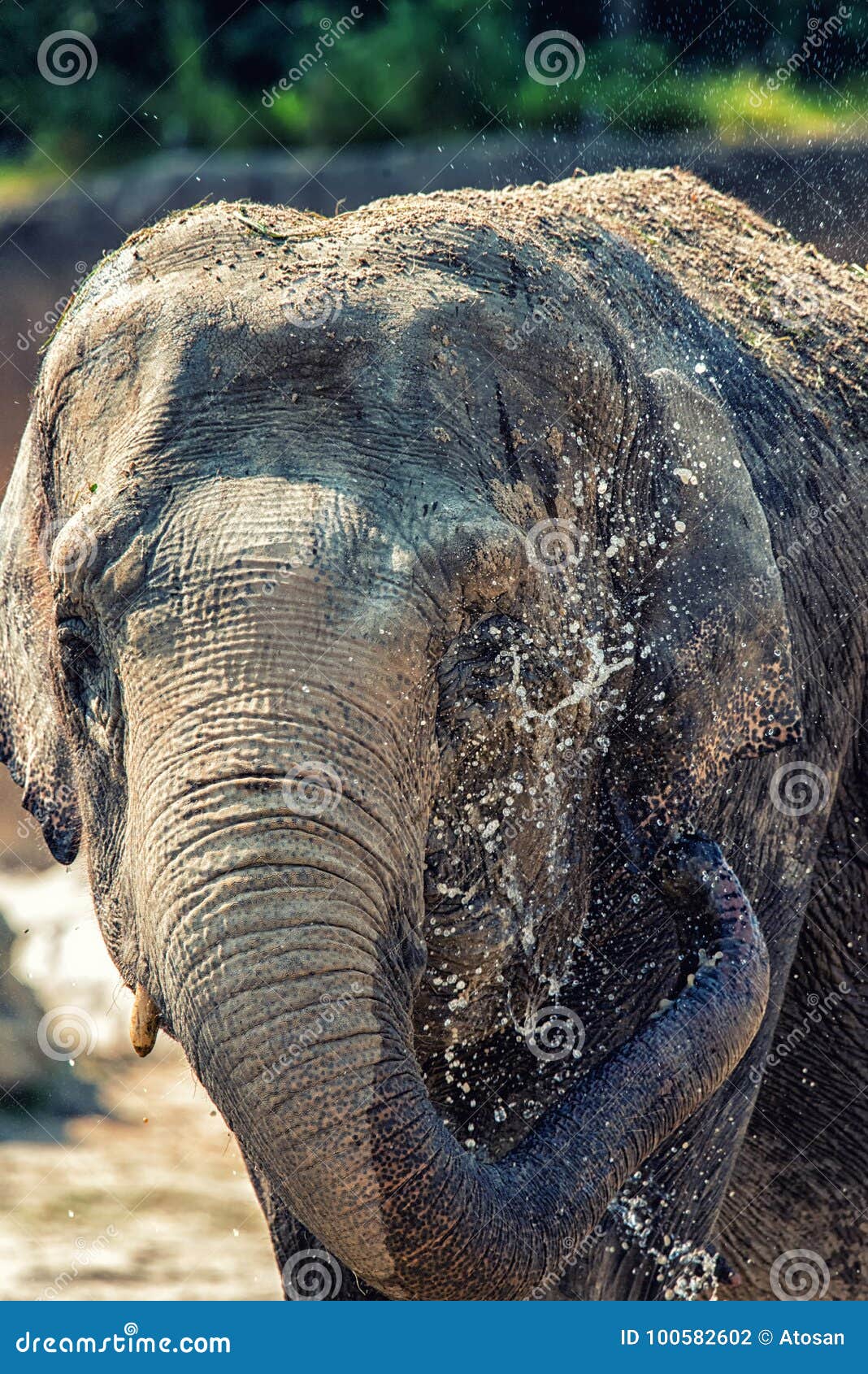 Elephant bathing stock photo. Image of african, brown - 100582602