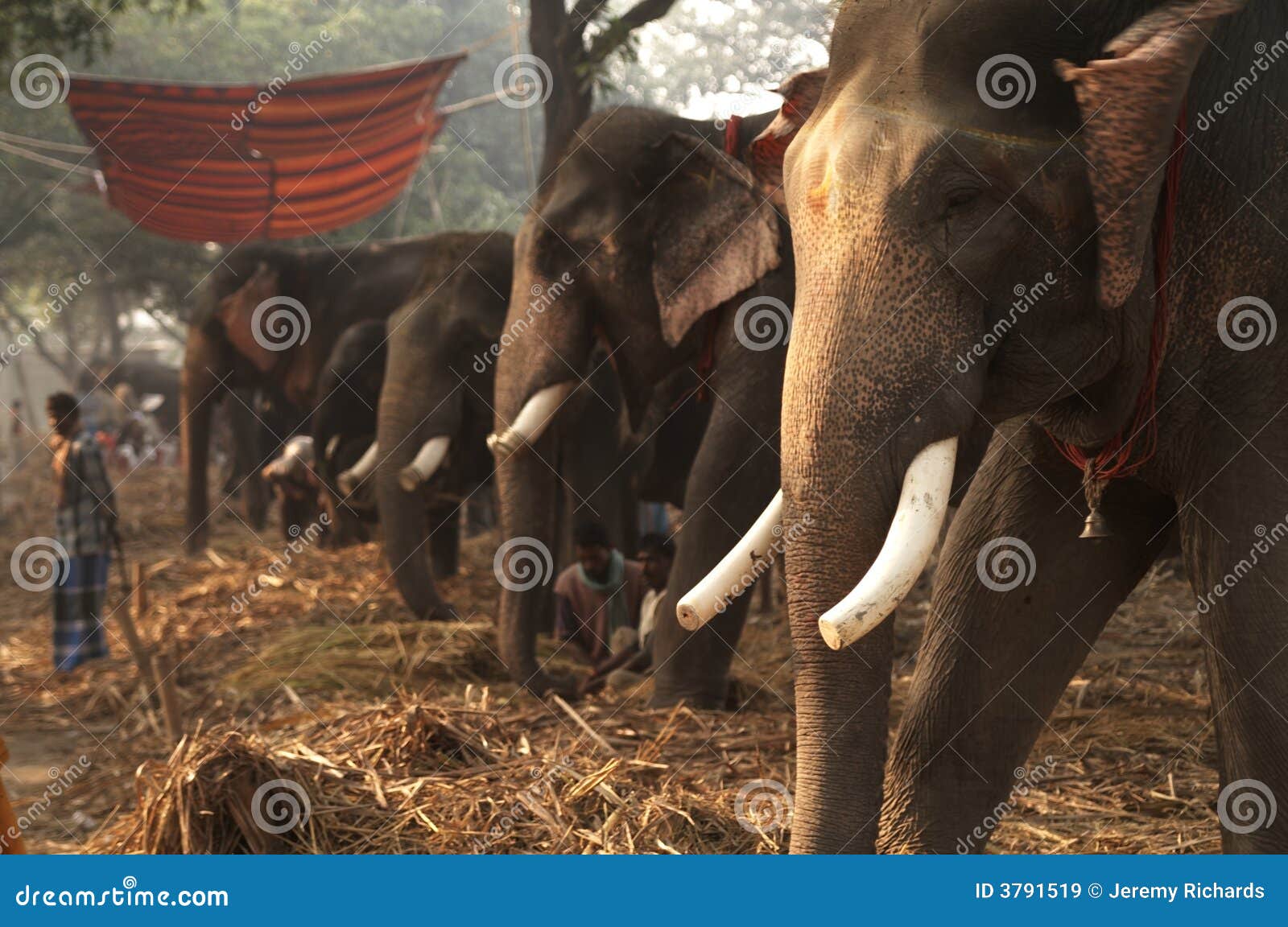 Elephant Bazaar stock image. Image of tusk, indian, elephants - 3791519