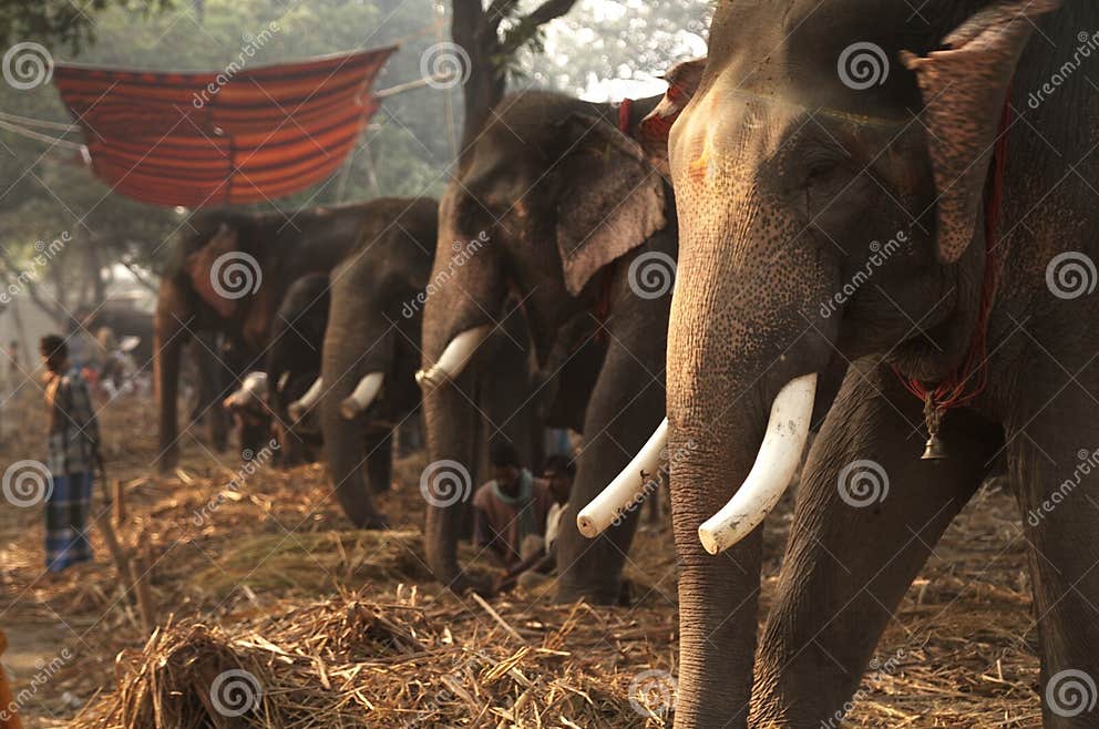 Elephant Bazaar stock image. Image of tusk, indian, elephants - 3791519