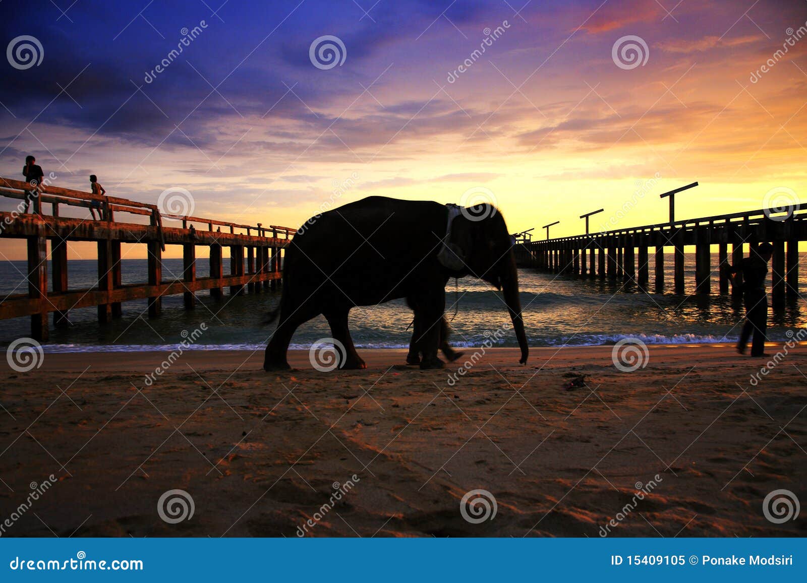 Elephant on the beach stock image. Image of colorful - 15409105