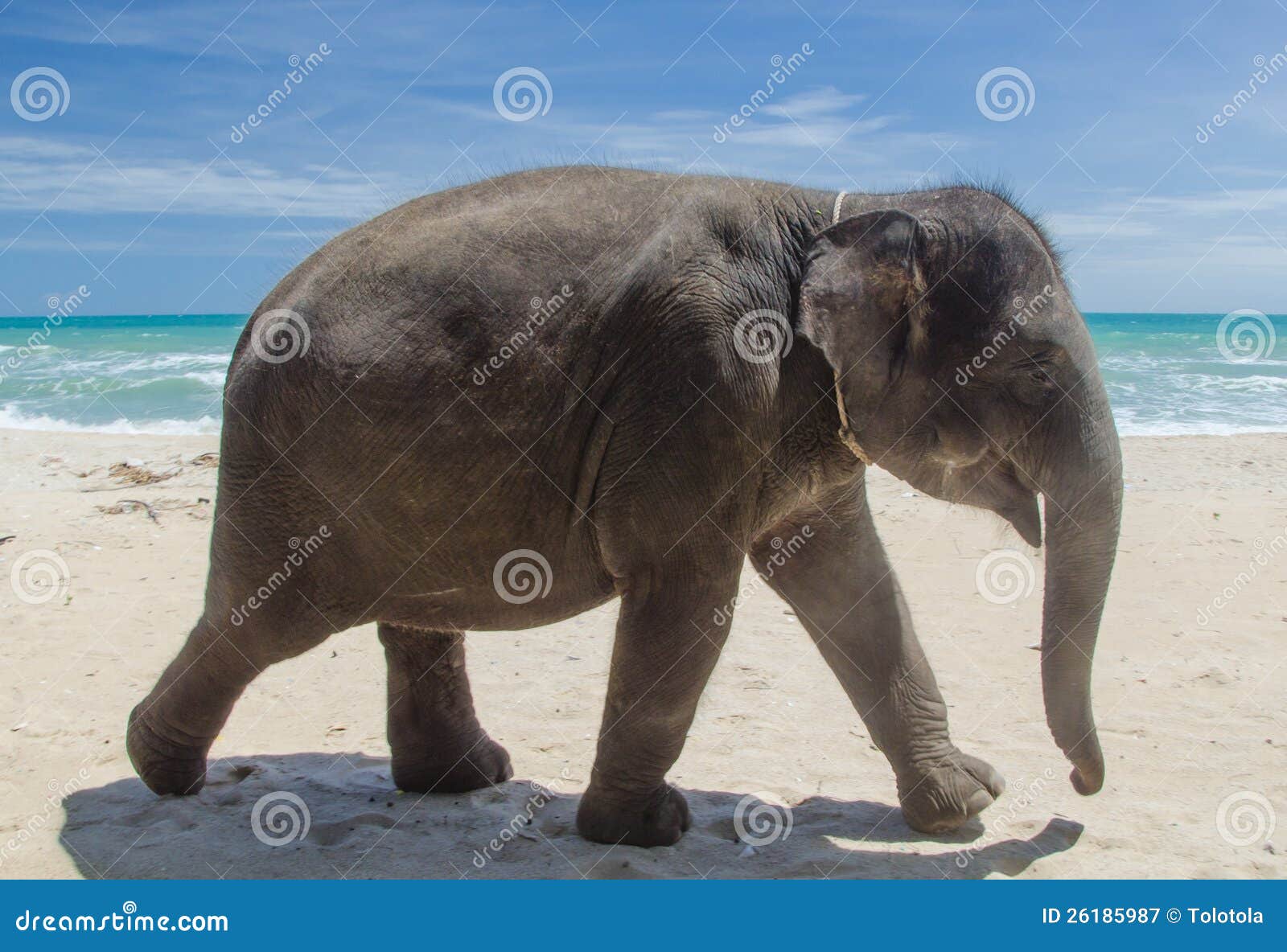 Elephant on the beach stock image. Image of blue, trunk - 26185987