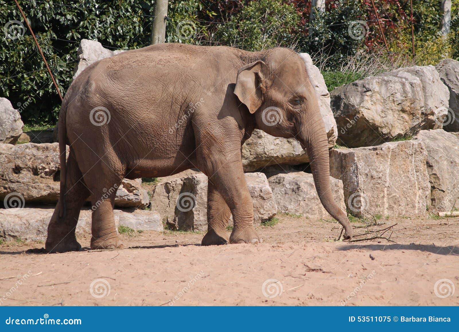 Elephant stock image. Image of mammals, animals, wildlife - 53511075