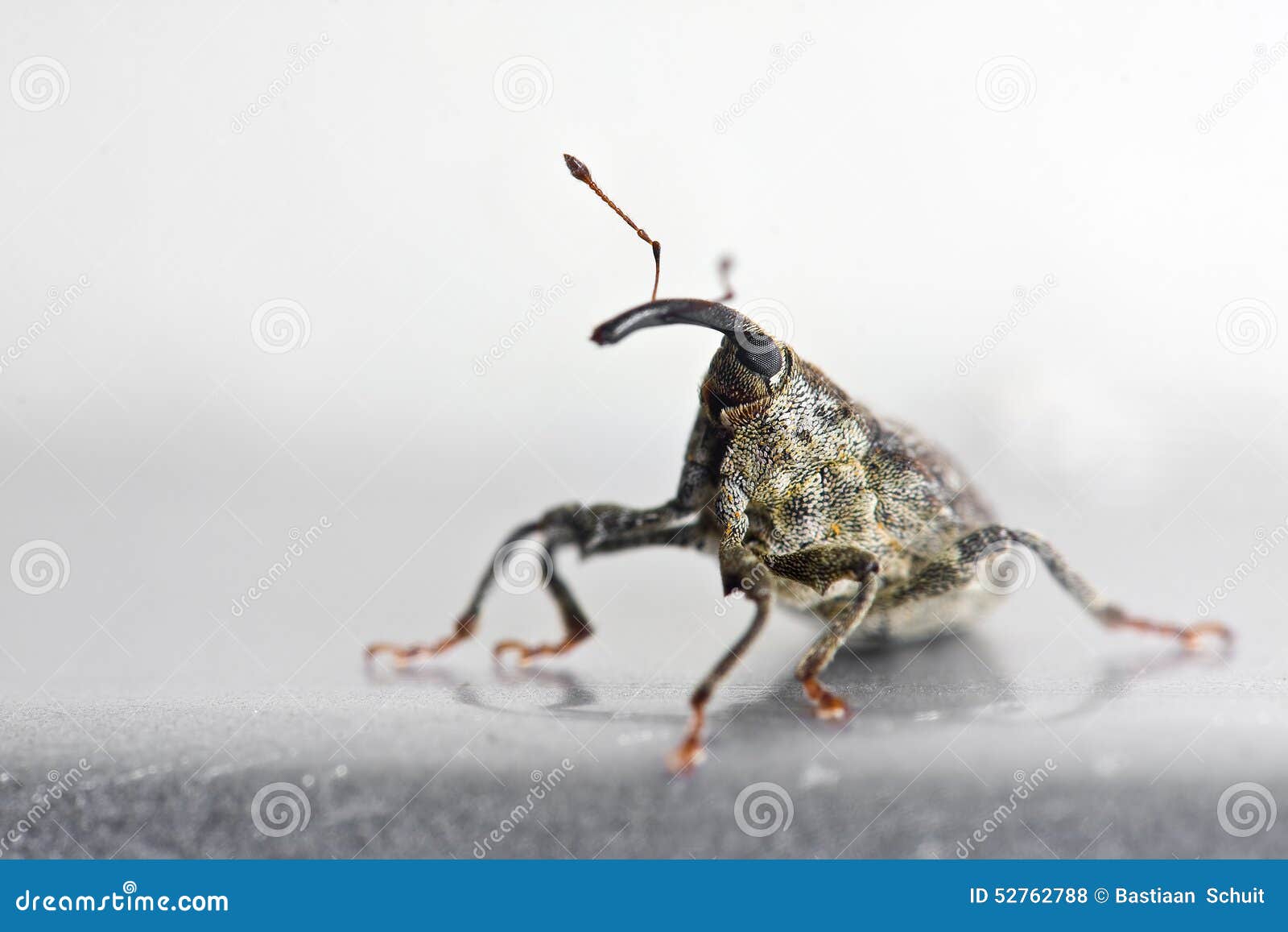 Elephant Beetle stock photo. Image of weird, macro, alien - 52762788