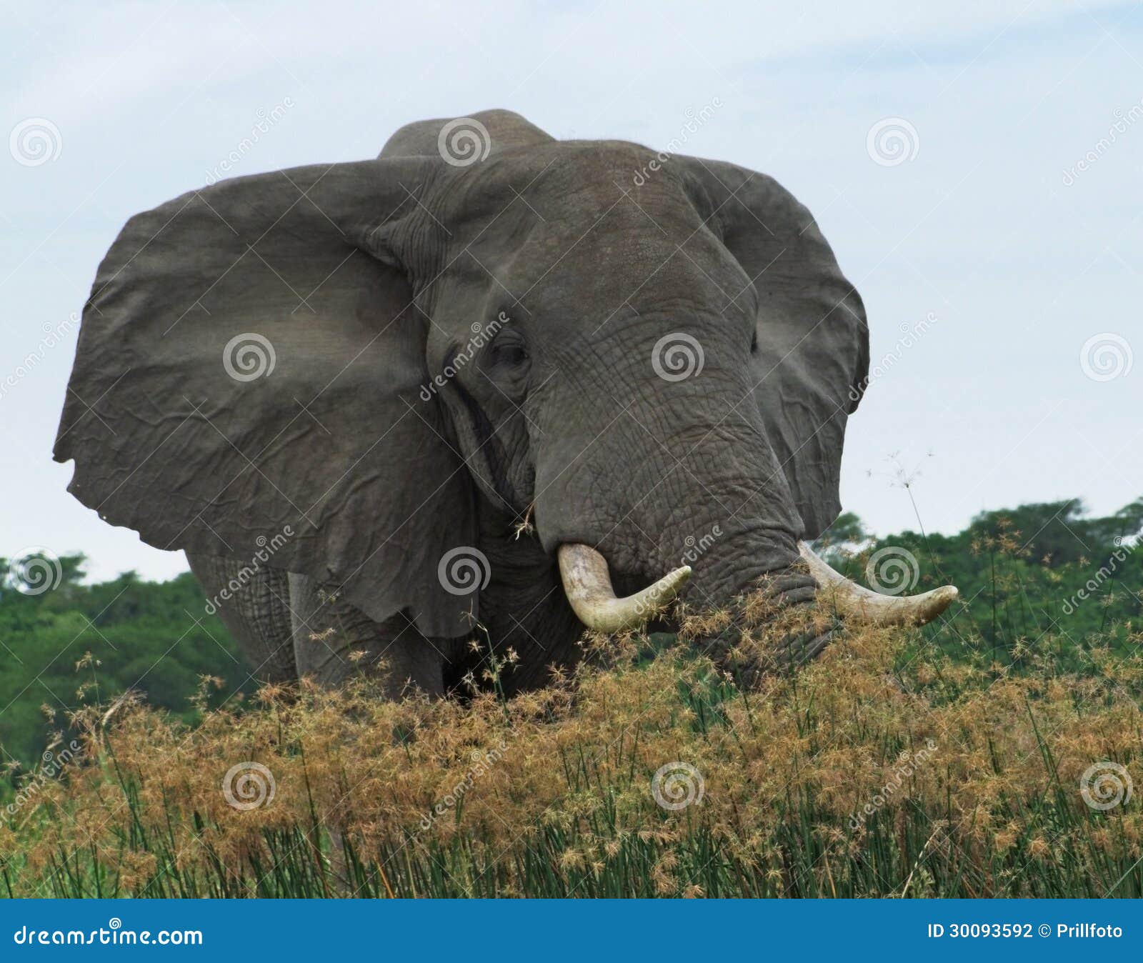 Elephant in Uganda stock photo. Image of descent, crop - 30093592