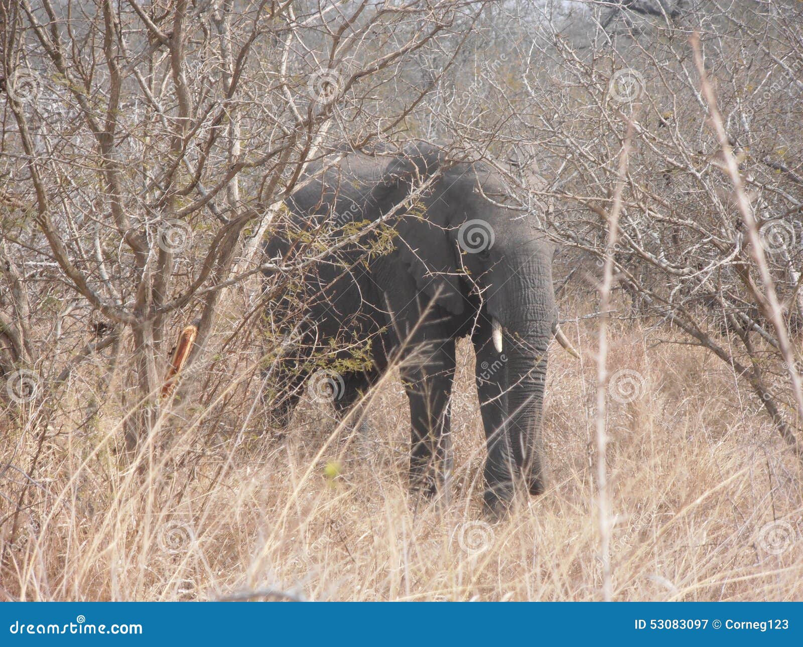 Elephant behind tree stock image. Image of hiding, huge - 53083097