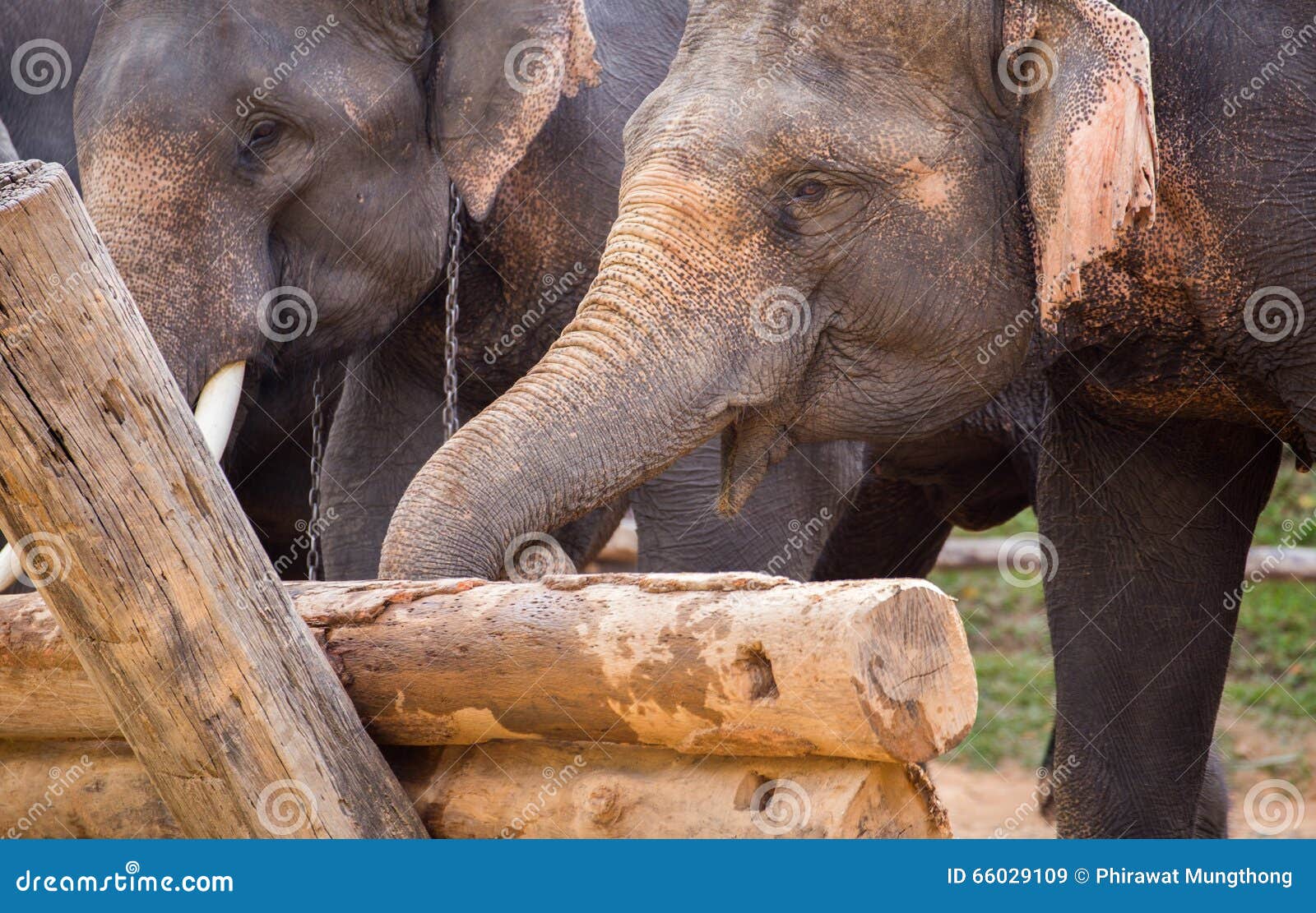 Elephant Being Lift Trunk in Elephant Show Stock Image - Image of ...
