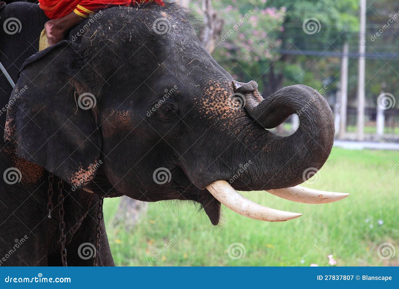 Elephant bending its tusk stock image. Image of field - 27837807