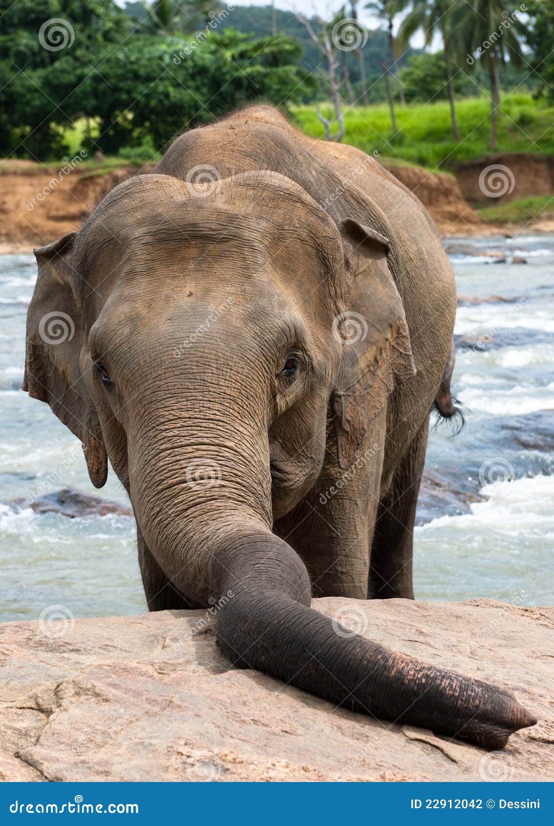 Elephant with Big Proboscis Stock Photo - Image of water, river: 22912042