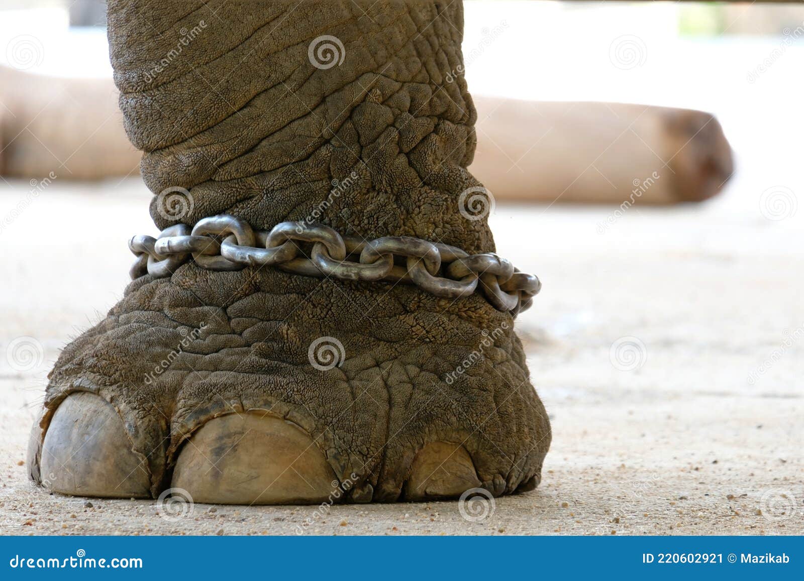 Elephant bondage stock image. Image of ivory, nature - 220602921
